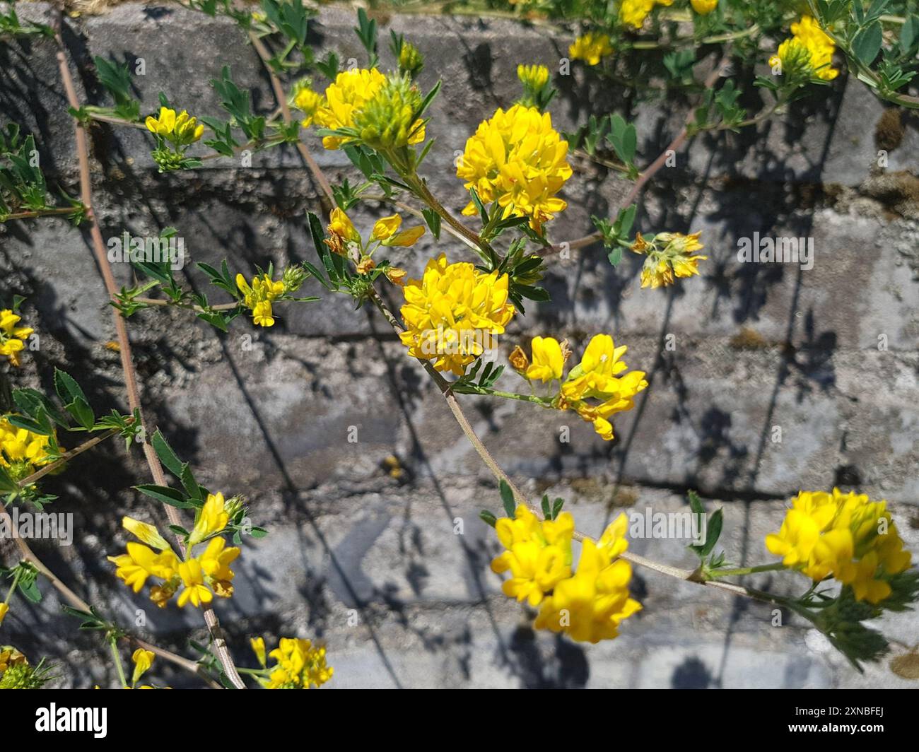 sickle alfalfa (Medicago falcata) Plantae Stock Photo - Alamy