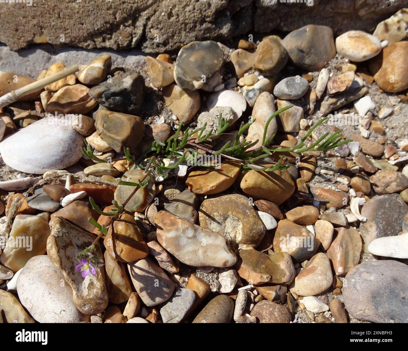 Saltmarsh Sand Spurry (Spergularia marina) Plantae Stock Photo - Alamy