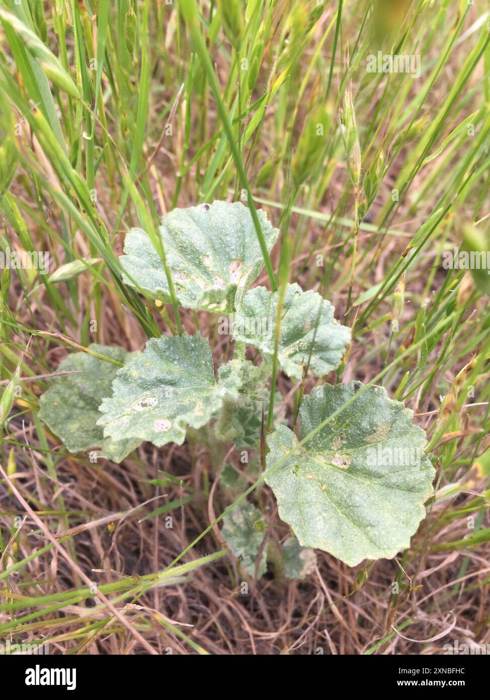 alkali mallow (Malvella leprosa) Plantae Stock Photo - Alamy