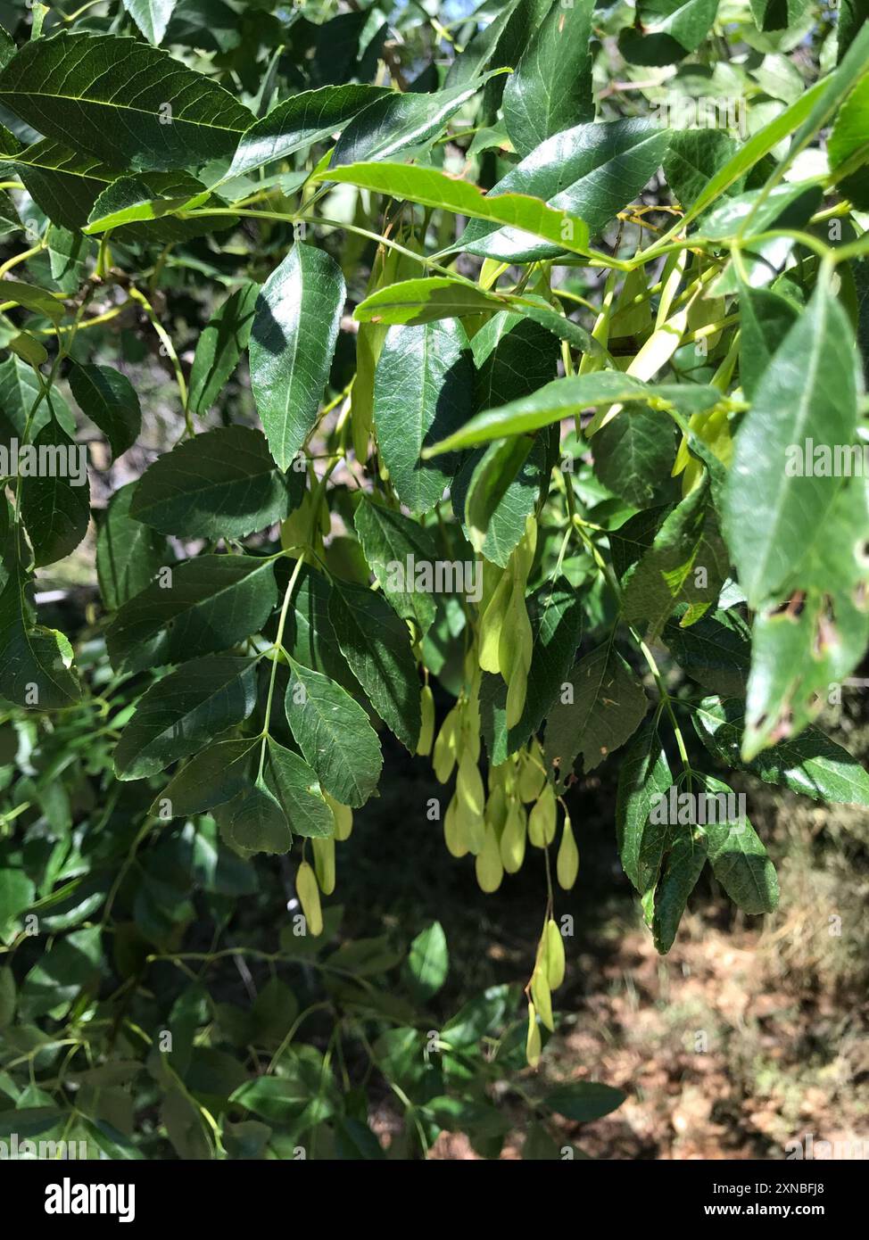 ashes (Fraxinus) Plantae Stock Photo - Alamy