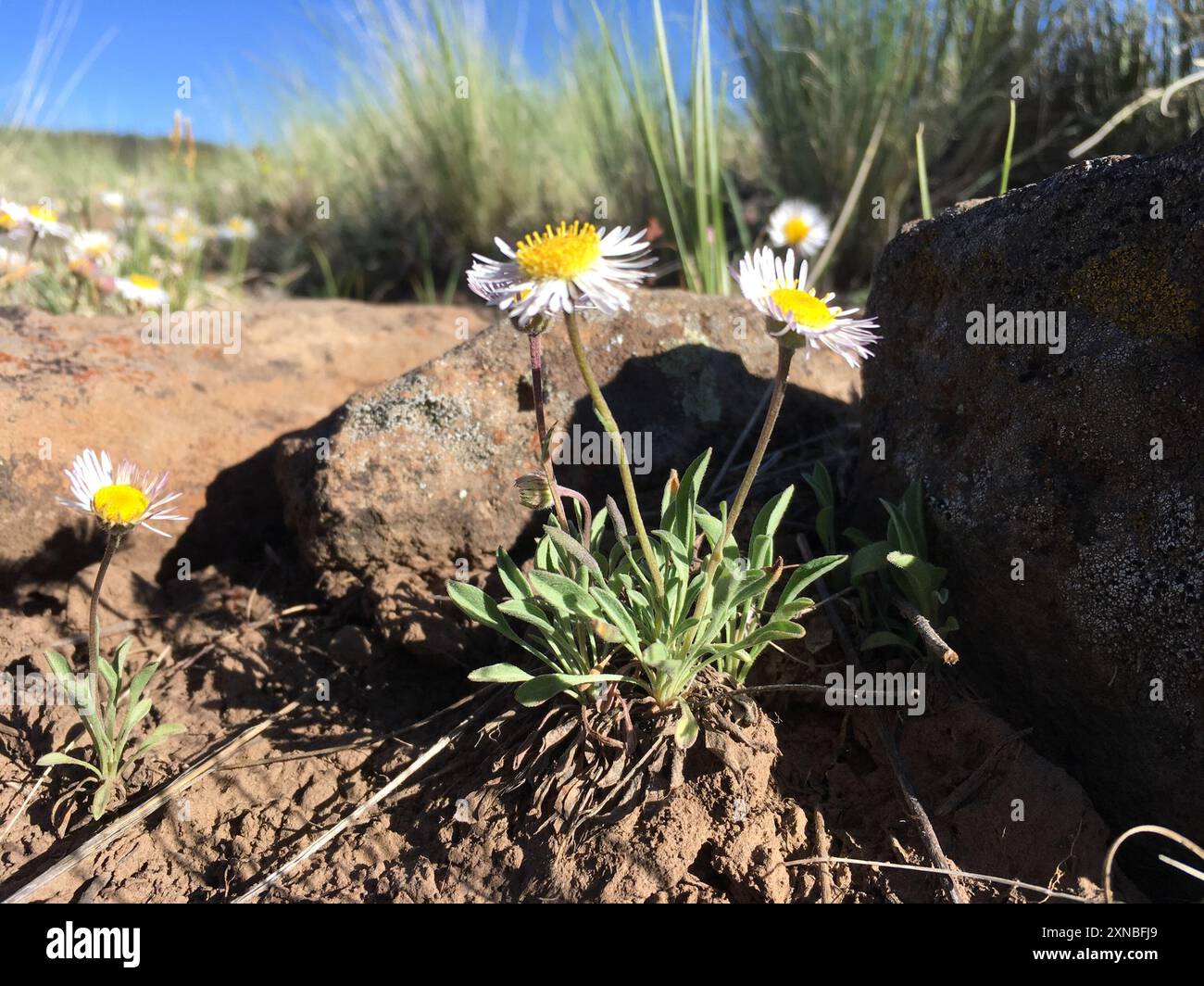 Hoary Fleabane (Erigeron canus) Plantae Stock Photo - Alamy