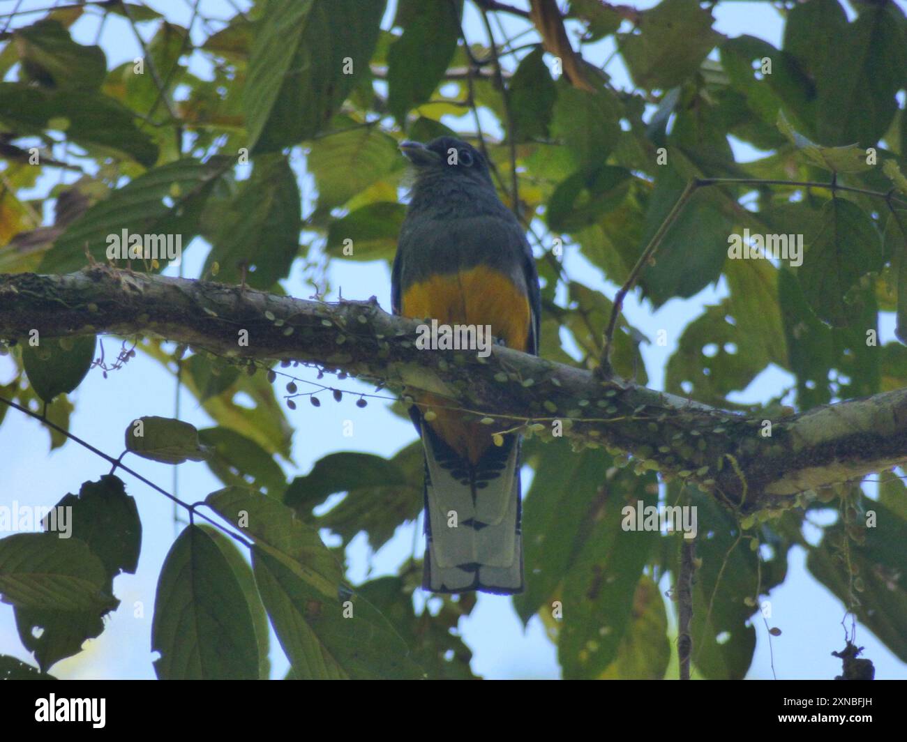 White-tailed Trogon (Trogon chionurus) Aves Stock Photo - Alamy