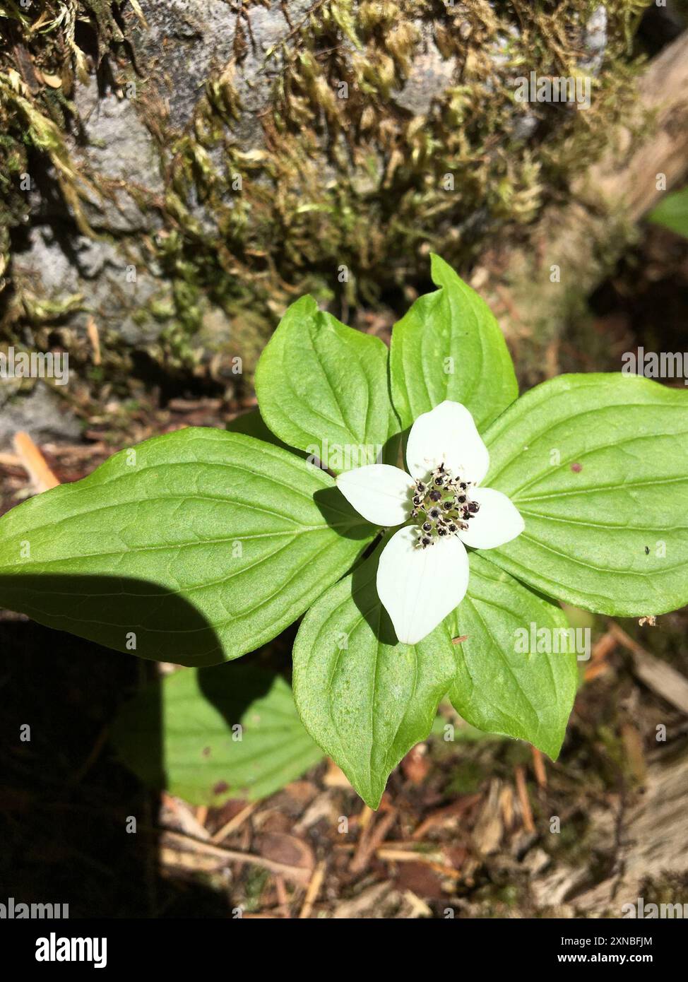 Western Bunchberry (Cornus unalaschkensis) Plantae Stock Photo - Alamy