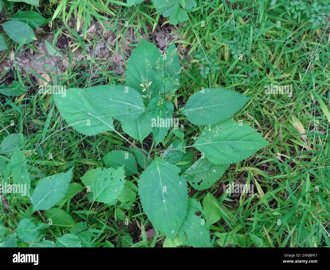 citronella horse balm (Collinsonia canadensis) Plantae Stock Photo - Alamy