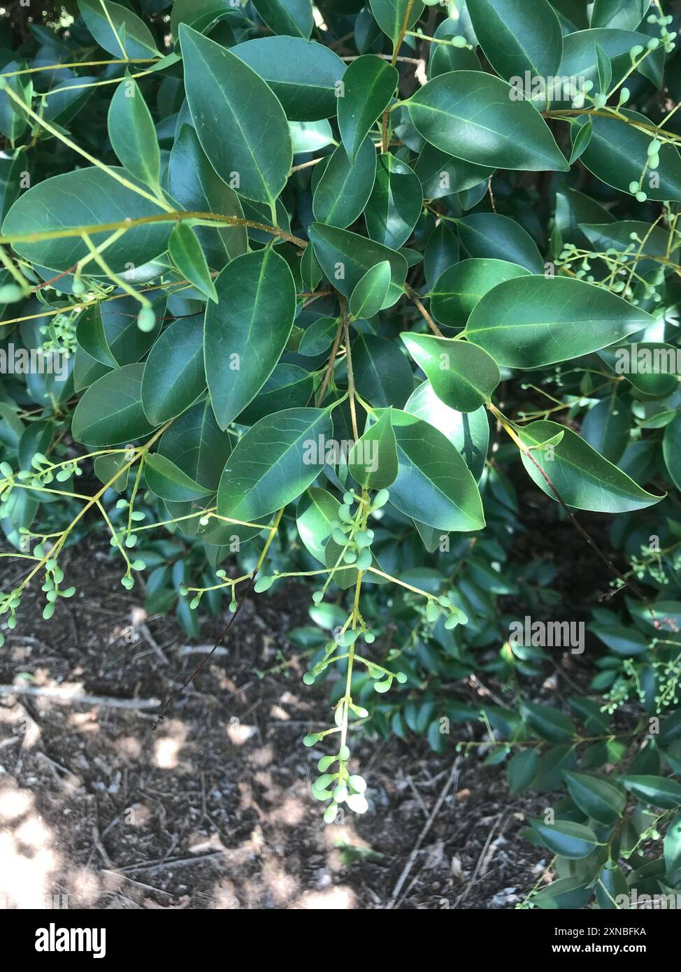 tree privet (Ligustrum lucidum) Plantae Stock Photo - Alamy