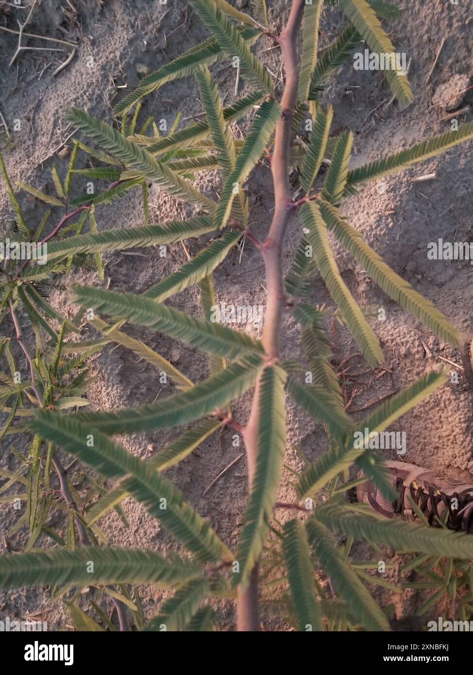 mesquites (Neltuma) Plantae Stock Photo - Alamy