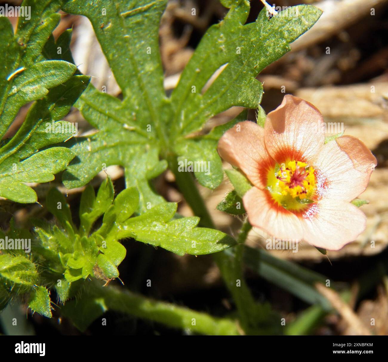 Carolina Bristlemallow (Modiola caroliniana) Plantae Stock Photo - Alamy