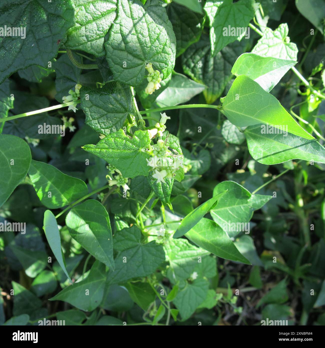 Wild Cucumber (Zehneria scabra) Plantae Stock Photo - Alamy