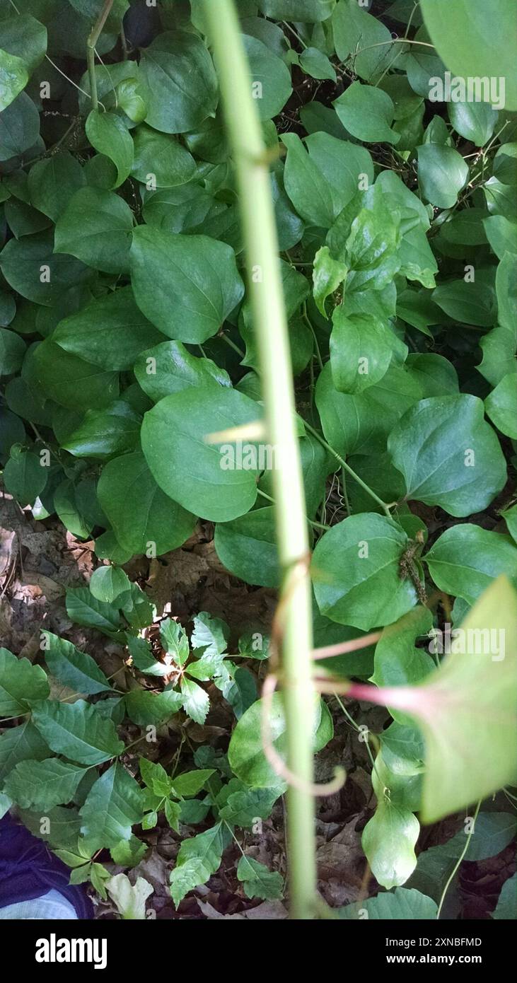 greenbriers (Smilax) Plantae Stock Photo - Alamy