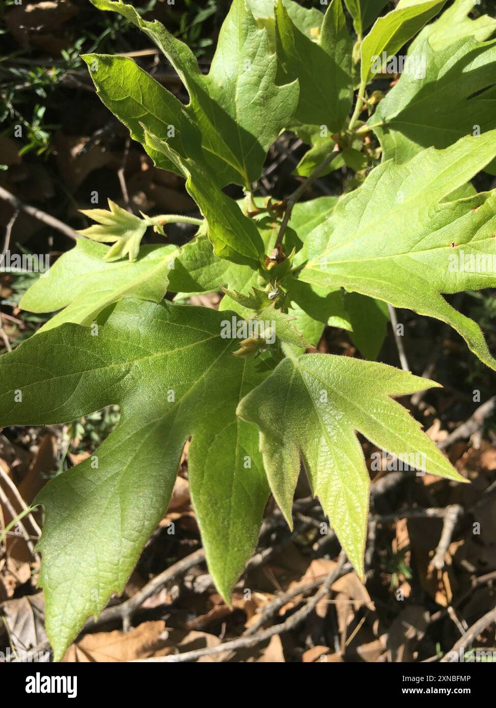 western sycamore (Platanus racemosa) Plantae Stock Photo - Alamy