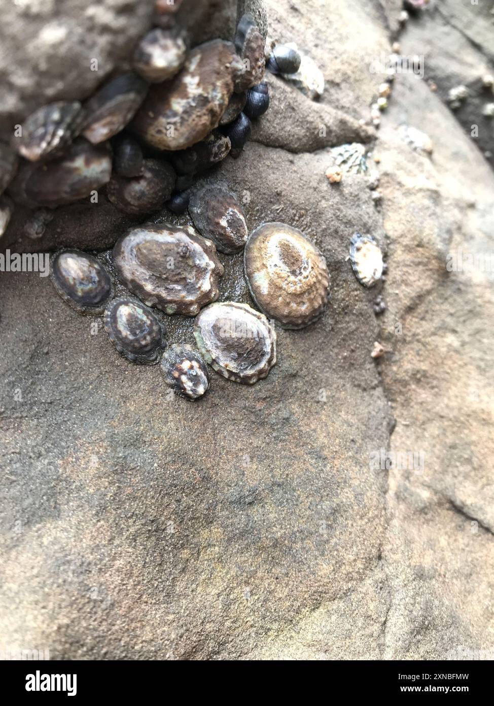 Fingered Limpet (Lottia digitalis) Mollusca Stock Photo - Alamy