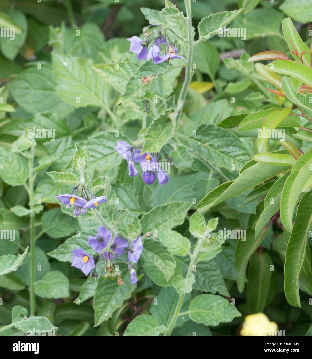 nightshades (Solanum) Plantae Stock Photo - Alamy