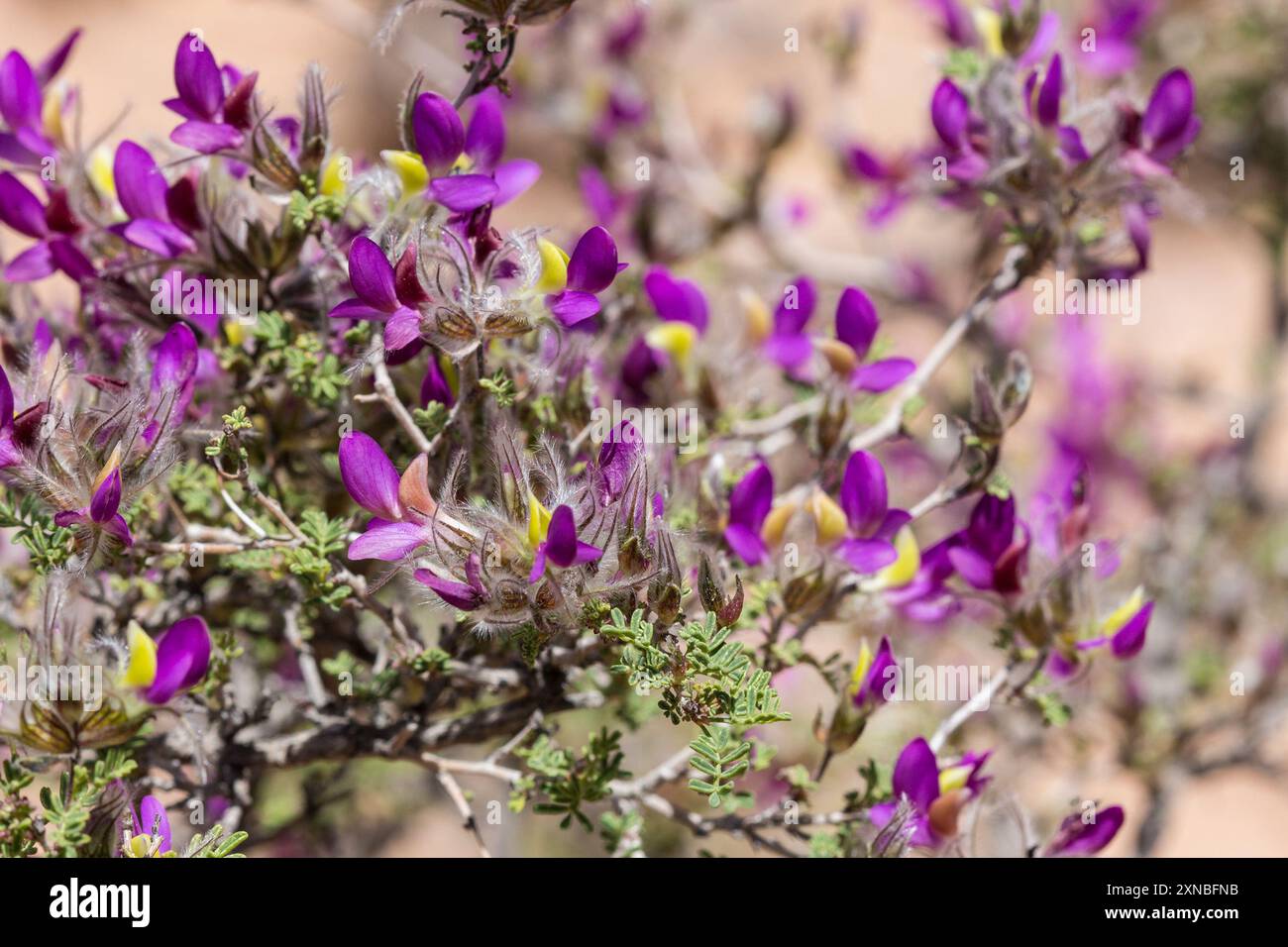 feather dalea (Dalea formosa) Plantae Stock Photo - Alamy