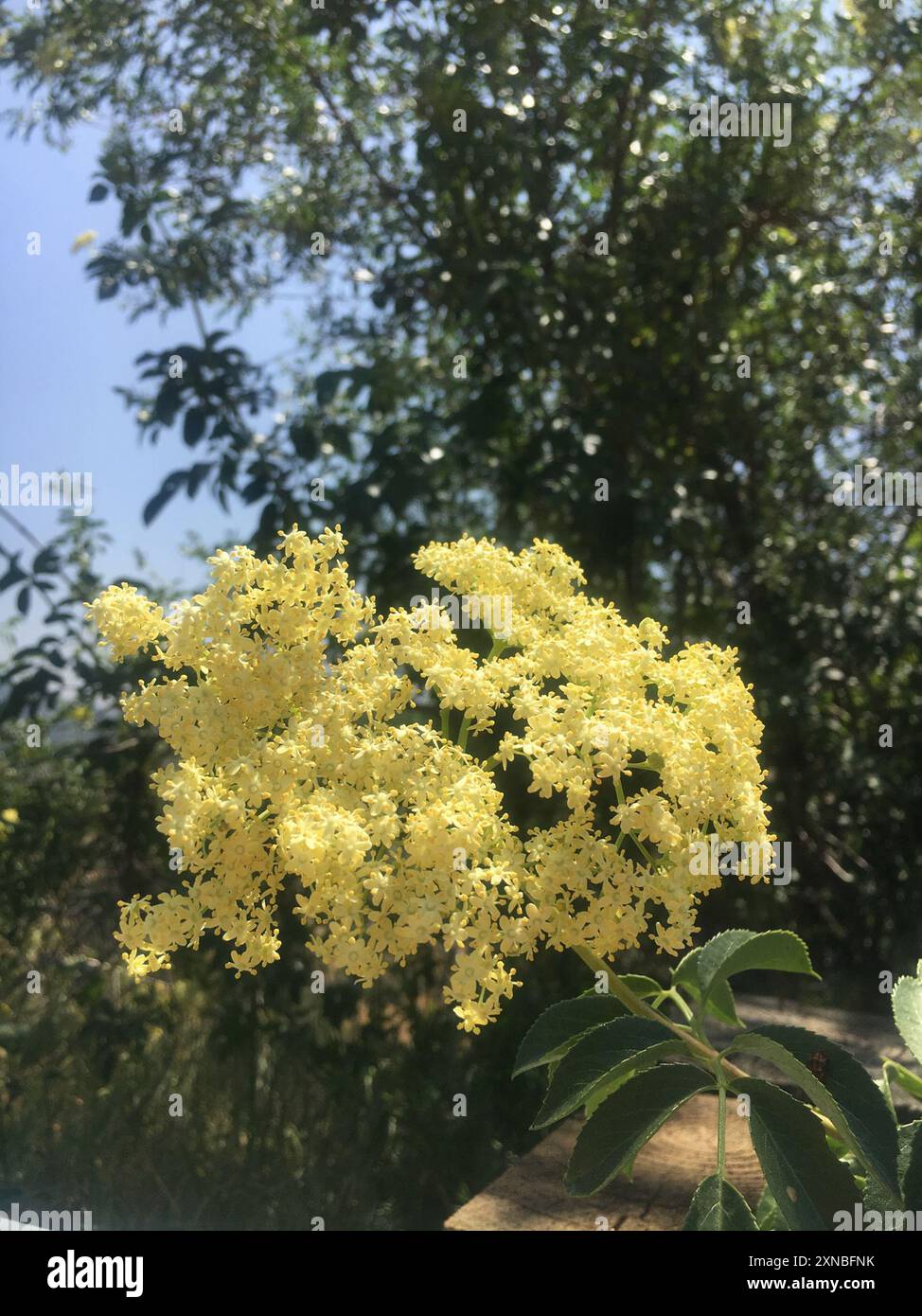 blue elder (Sambucus cerulea) Plantae Stock Photo - Alamy