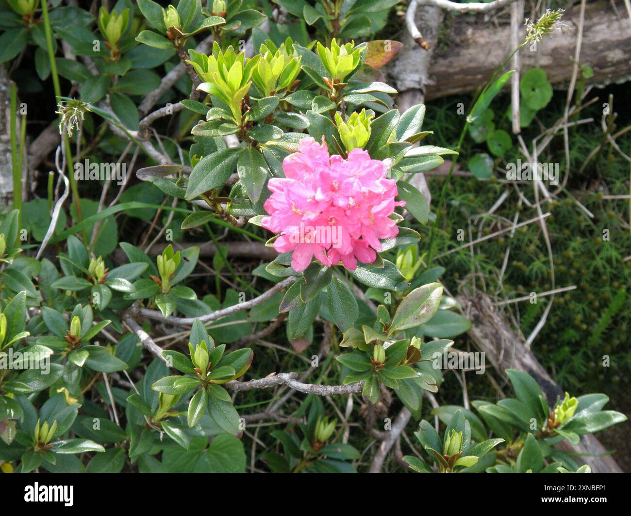 Rusty-leaved Alpenrose (Rhododendron ferrugineum) Plantae Stock Photo ...