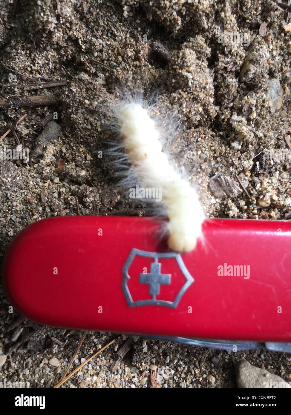 Laugher Moth (Charadra deridens) Insecta Stock Photo - Alamy