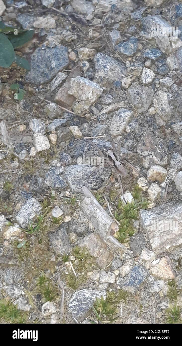 Fox Spiders (Alopecosa) Arachnida Stock Photo - Alamy