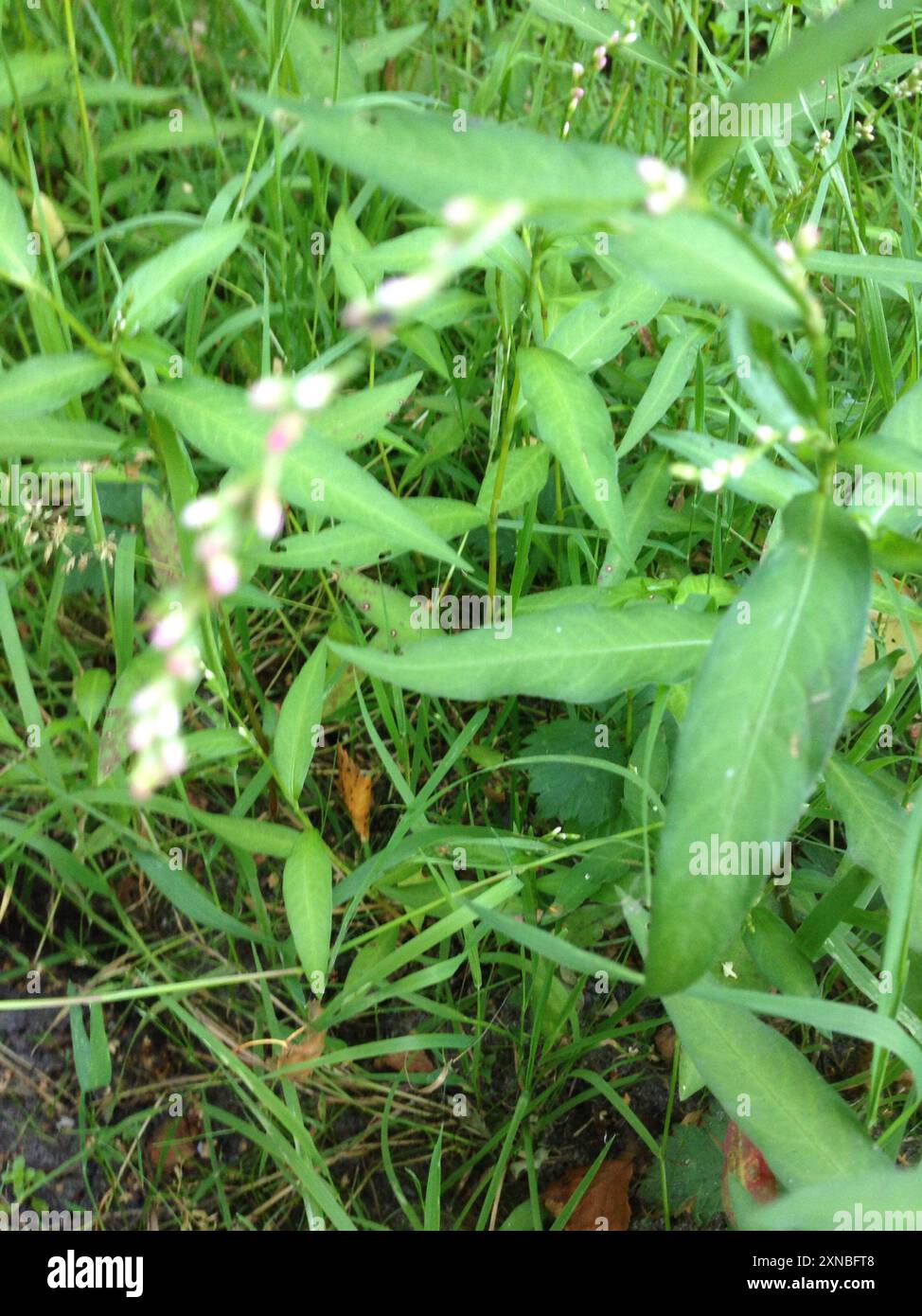 waterpepper (Persicaria hydropiper) Plantae Stock Photo - Alamy