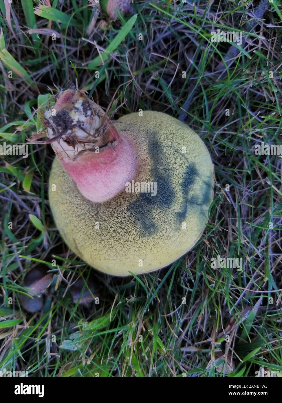 Suede Bolete (Xerocomus subtomentosus) Fungi Stock Photo - Alamy