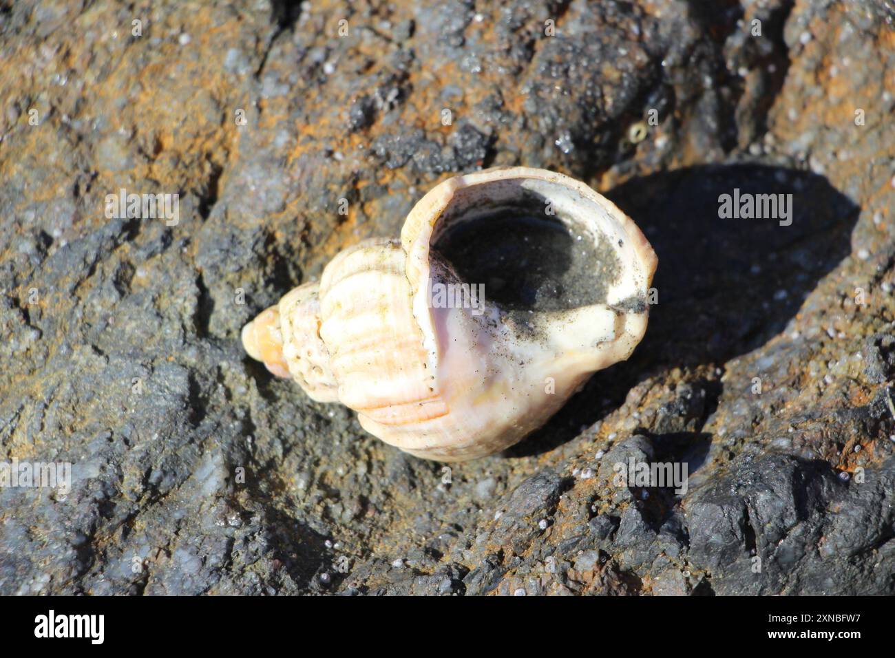 Common Whelk (Buccinum undatum) Mollusca Stock Photo - Alamy