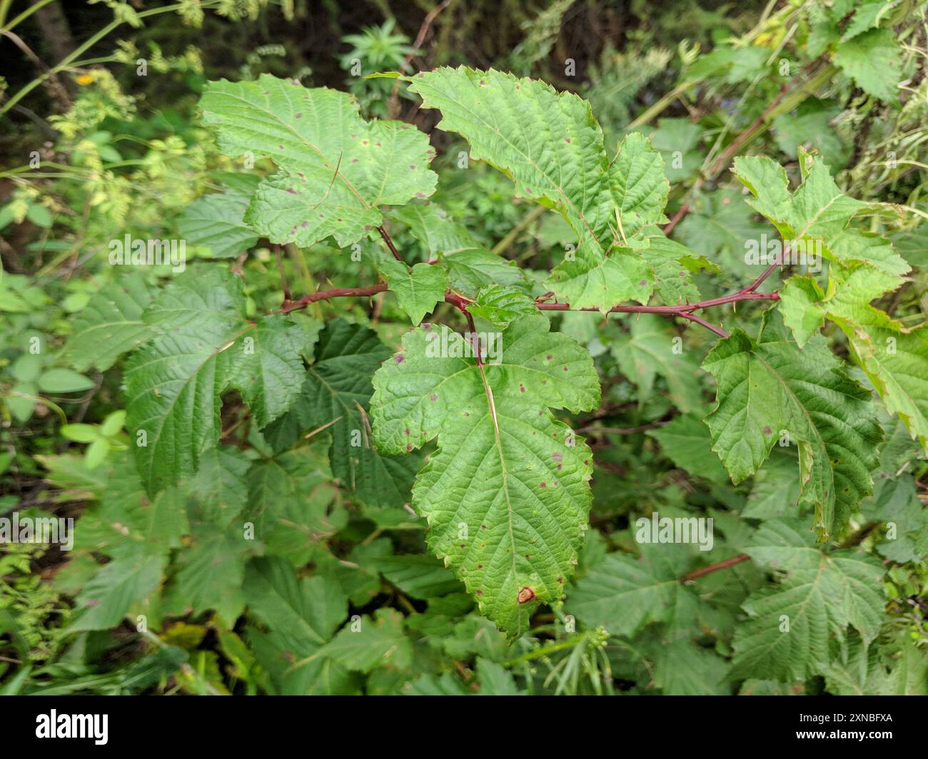 Korean Raspberry (Rubus crataegifolius) Plantae Stock Photo - Alamy