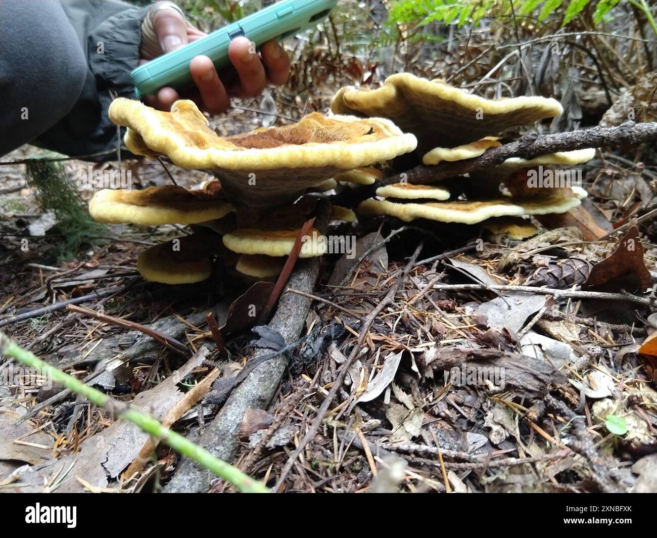 Dyer's Polypore (Phaeolus schweinitzii) Fungi Stock Photo - Alamy