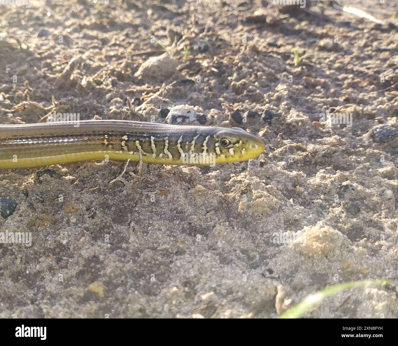 Eastern Glass Lizard (Ophisaurus ventralis) Reptilia Stock Photo - Alamy