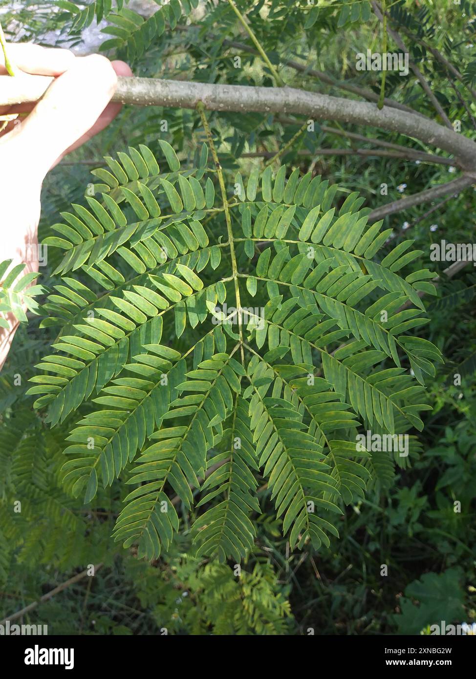 Pacara Earpod Tree (Enterolobium contortisiliquum) Plantae Stock Photo ...