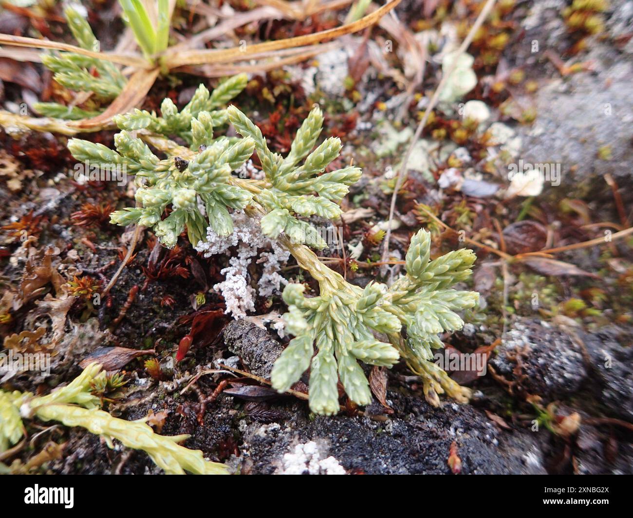 alpine clubmoss (Diphasiastrum alpinum) Plantae Stock Photo - Alamy