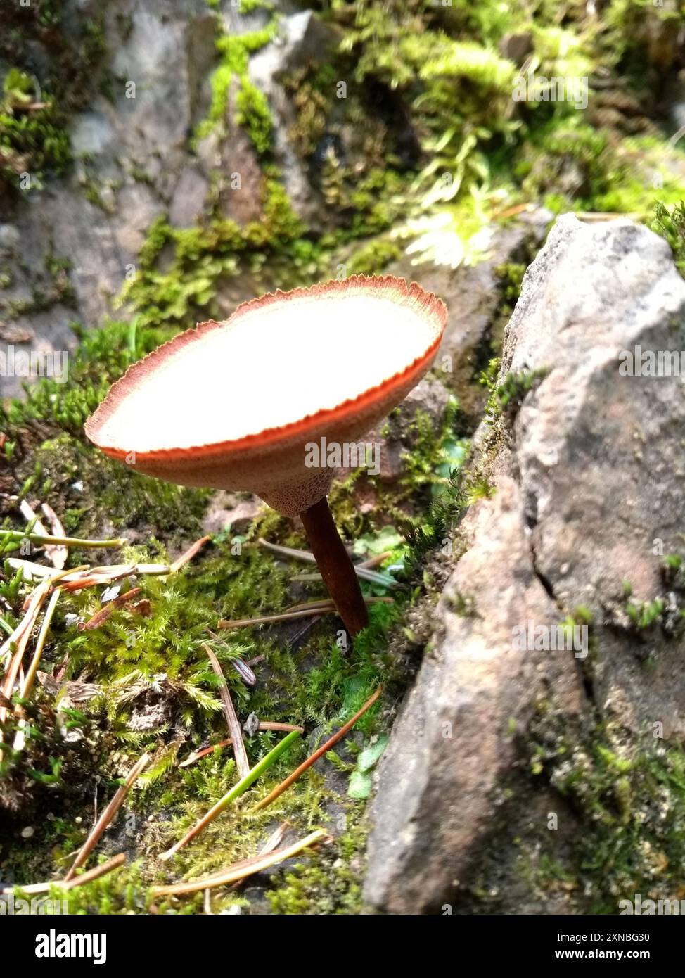 Brown Funnel Polypore (Coltricia perennis) Fungi Stock Photo - Alamy