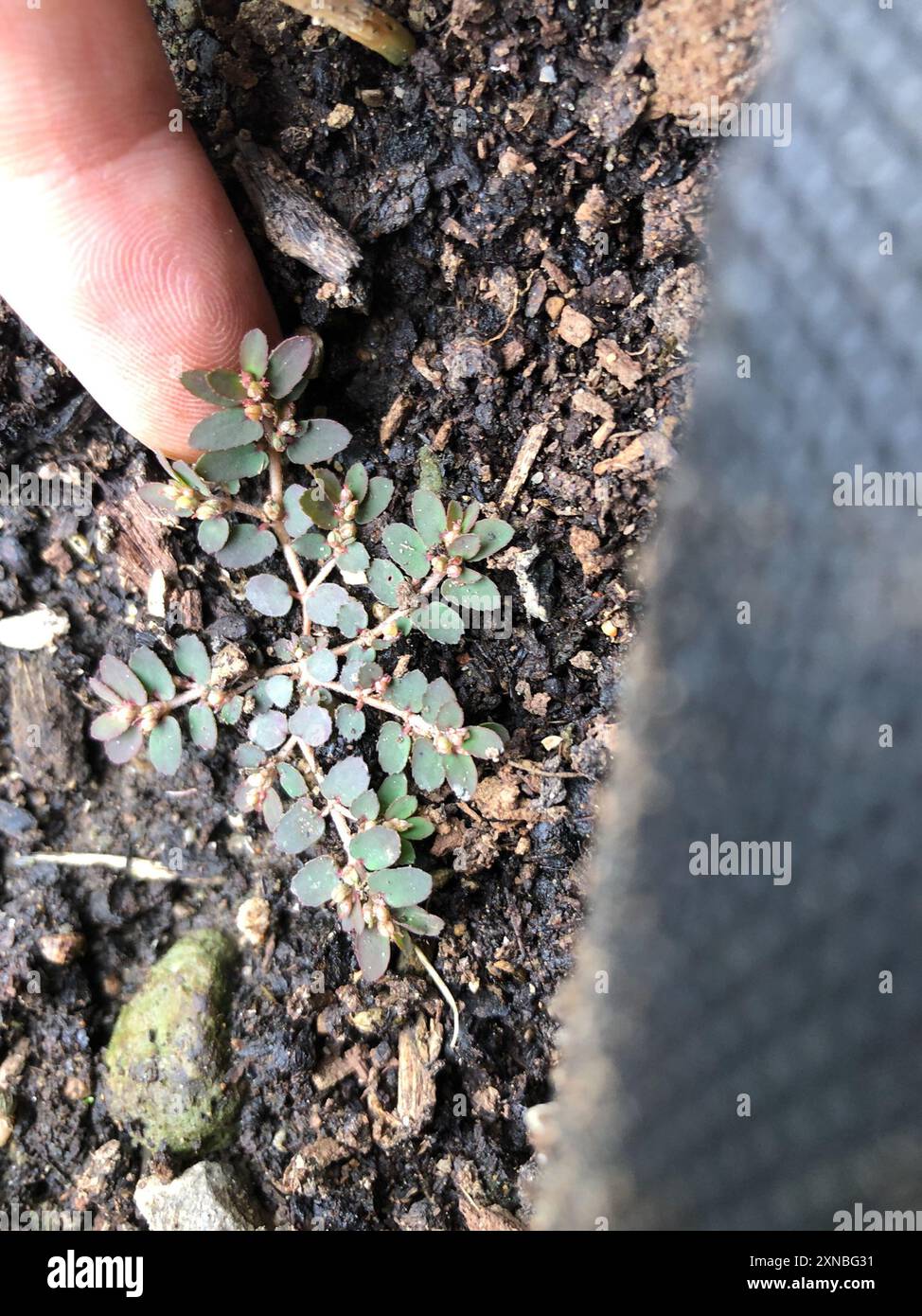 Red Caustic-creeper (Euphorbia thymifolia) Plantae Stock Photo - Alamy