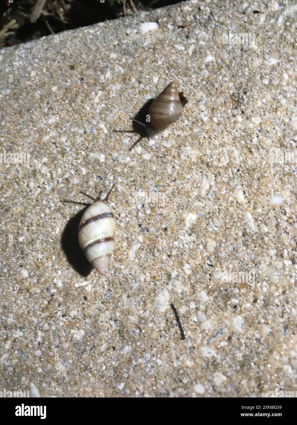 West Indian Bulimulus (Bulimulus guadalupensis) Mollusca Stock Photo ...