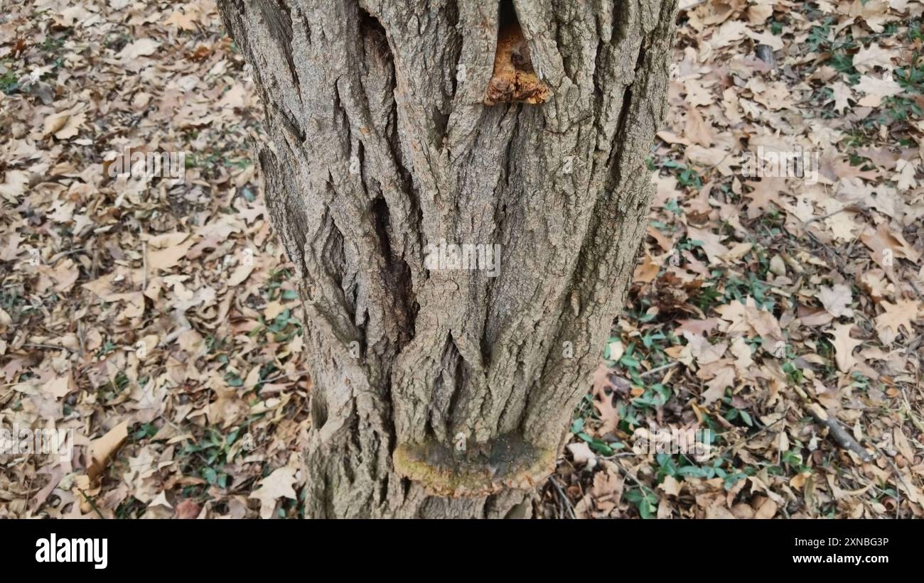 Cracked Cap Polypore (Fulvifomes robiniae) Fungi Stock Photo - Alamy
