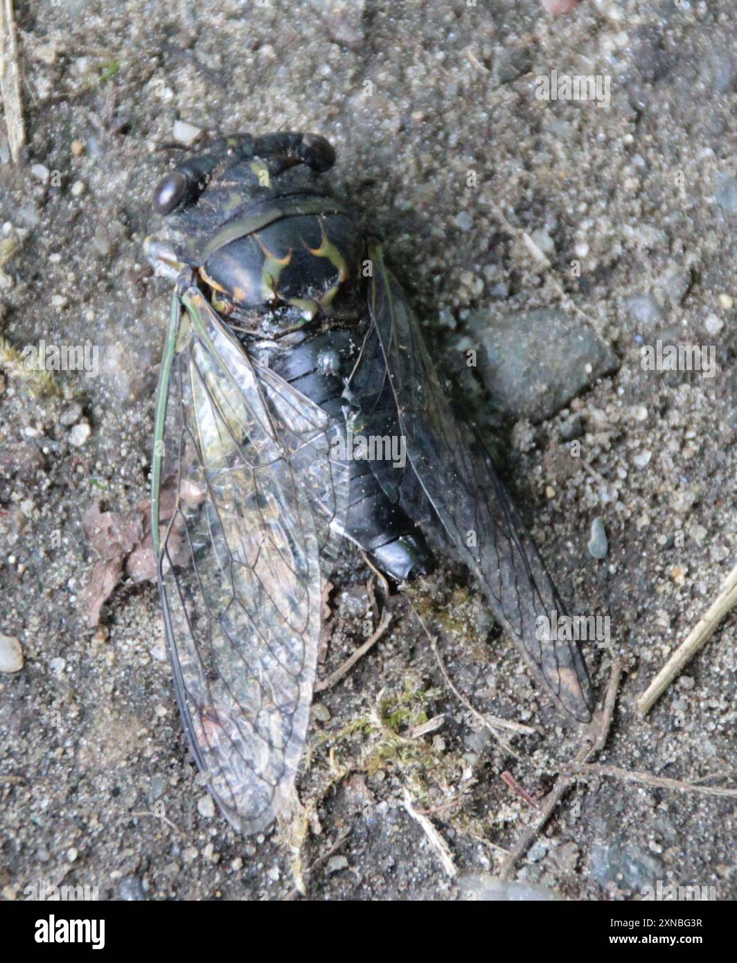 Northern Dog-day Cicada (Neotibicen canicularis) Insecta Stock Photo ...