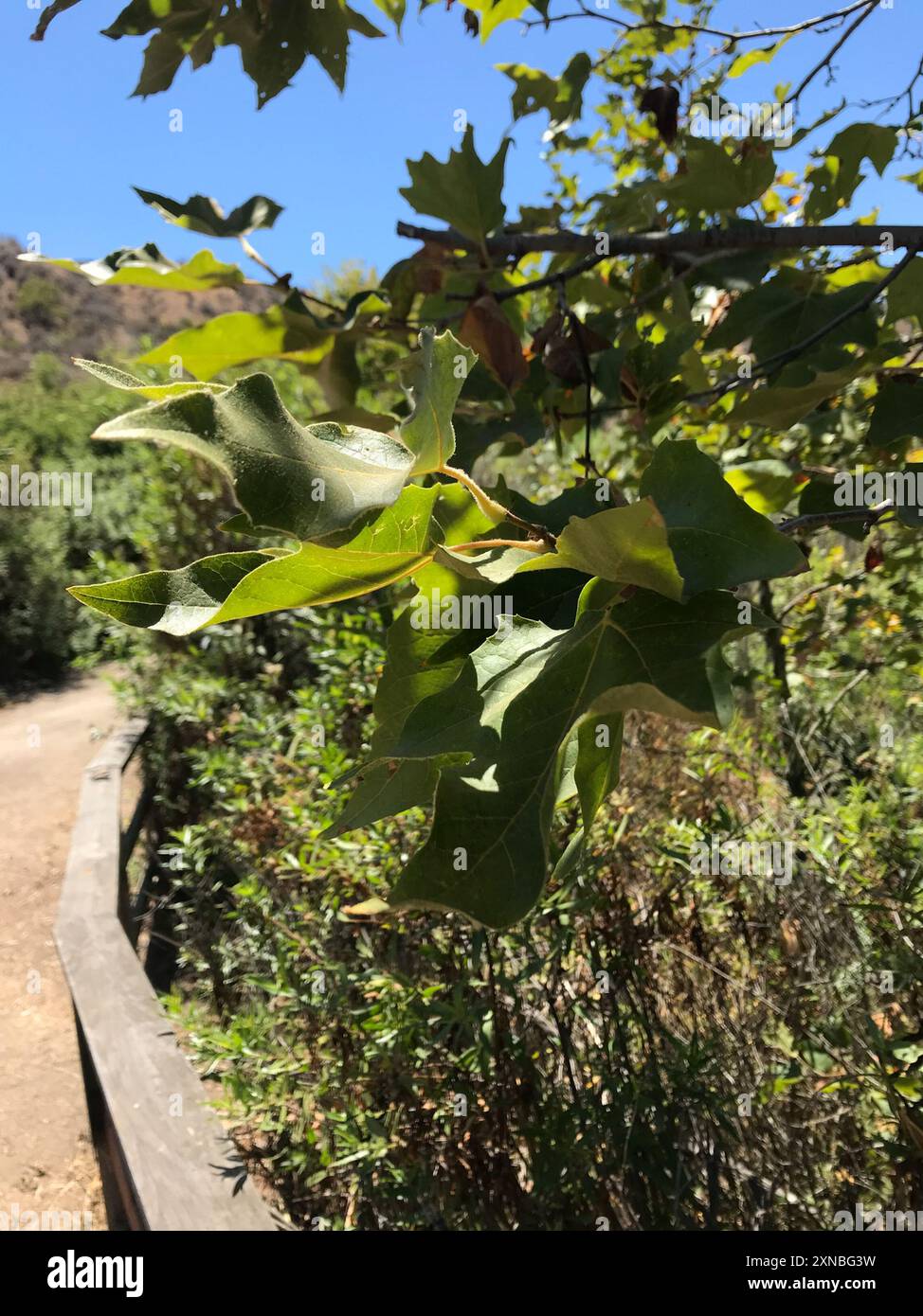 western sycamore (Platanus racemosa) Plantae Stock Photo - Alamy