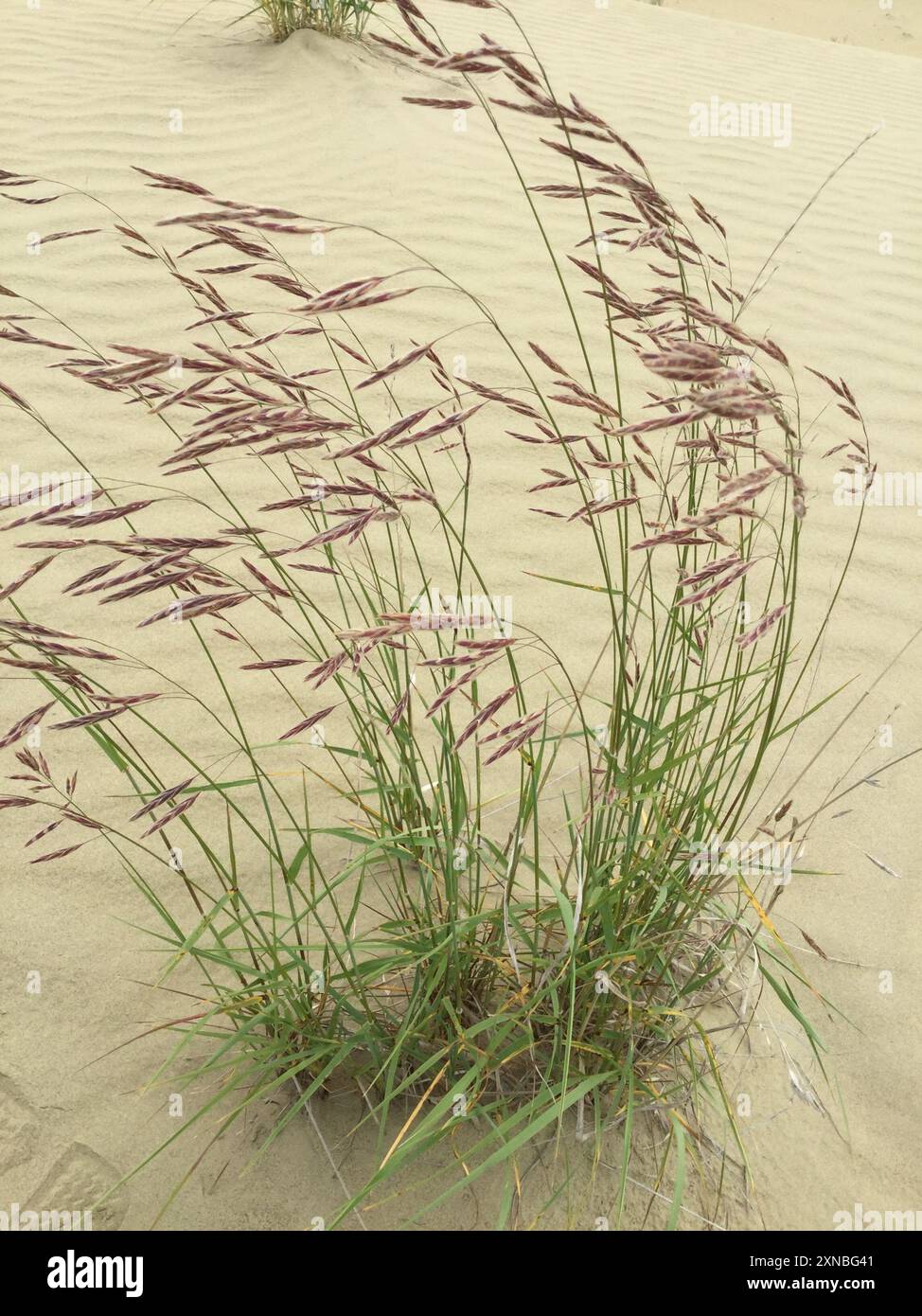 Pumpelly's Bromegrass (Bromus pumpellianus) Plantae Stock Photo - Alamy