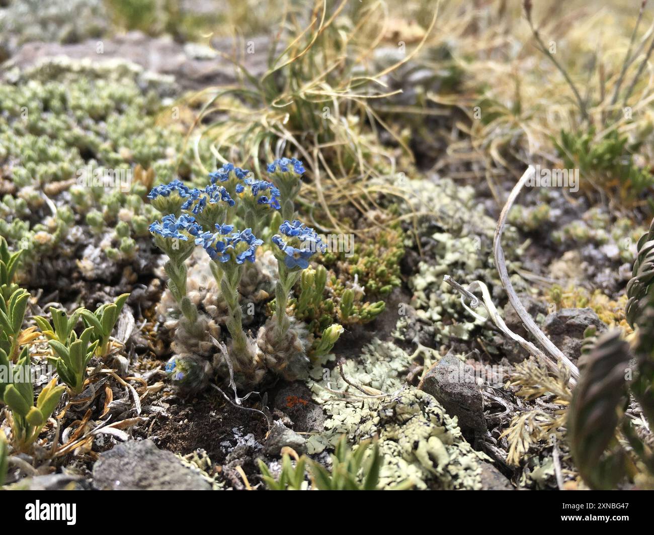 pale alpine forget-me-not (Eritrichium argenteum) Plantae Stock Photo ...