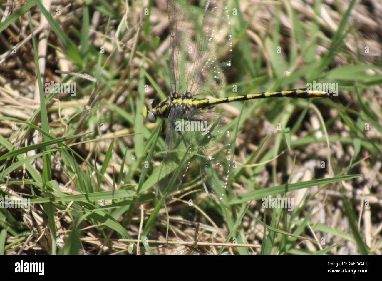 Clubtails (Gomphidae) Insecta Stock Photo - Alamy