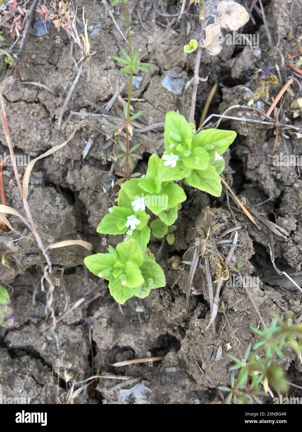 yerba buena (Clinopodium douglasii) Plantae Stock Photo - Alamy