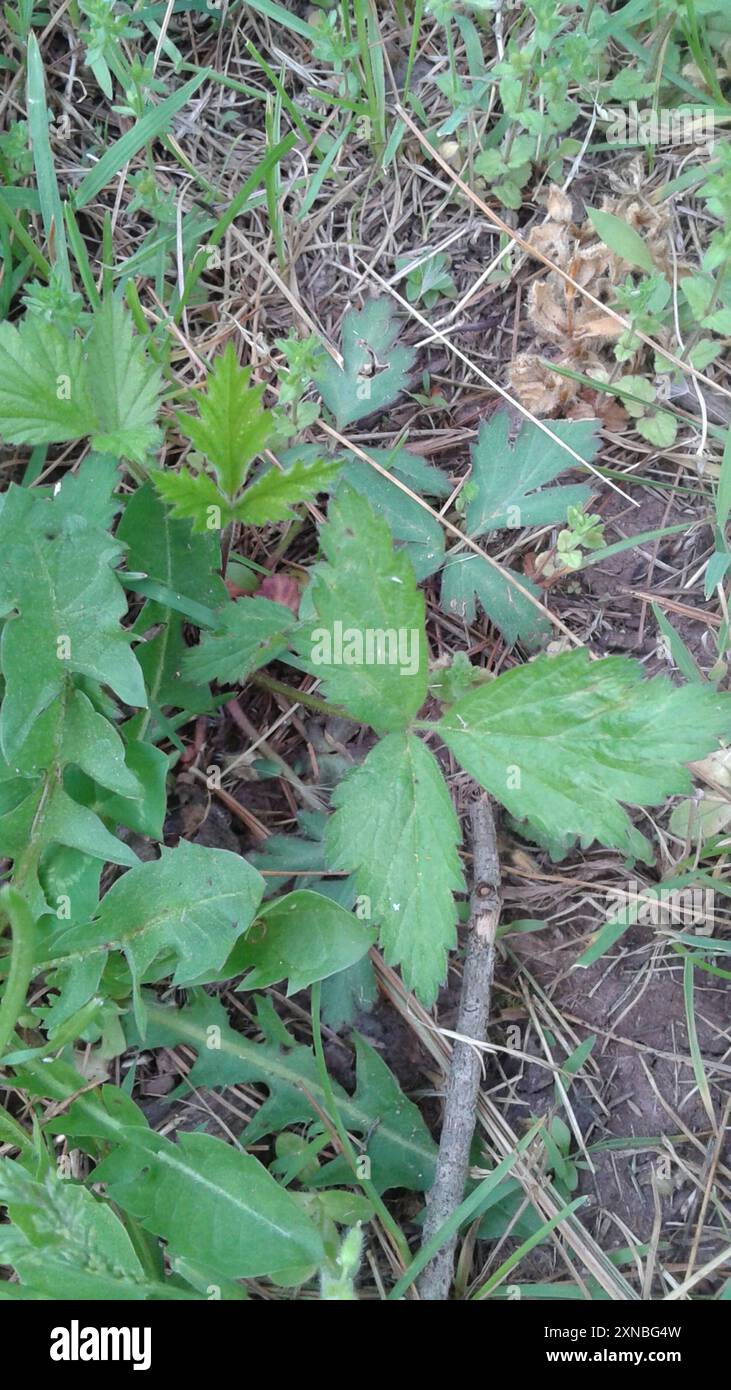 white avens (Geum canadense) Plantae Stock Photo - Alamy