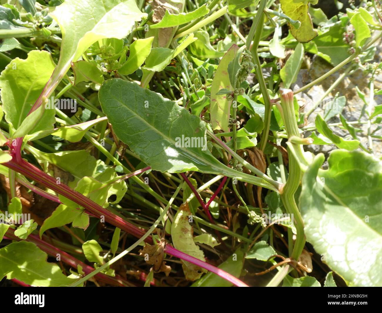 sea beet (Beta vulgaris maritima) Plantae Stock Photo - Alamy