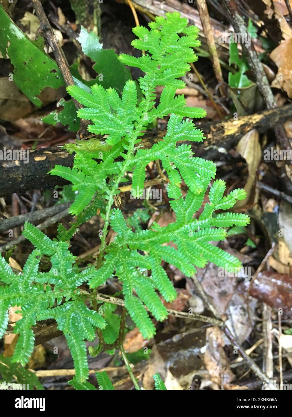 spikemosses (Selaginella) Plantae Stock Photo - Alamy