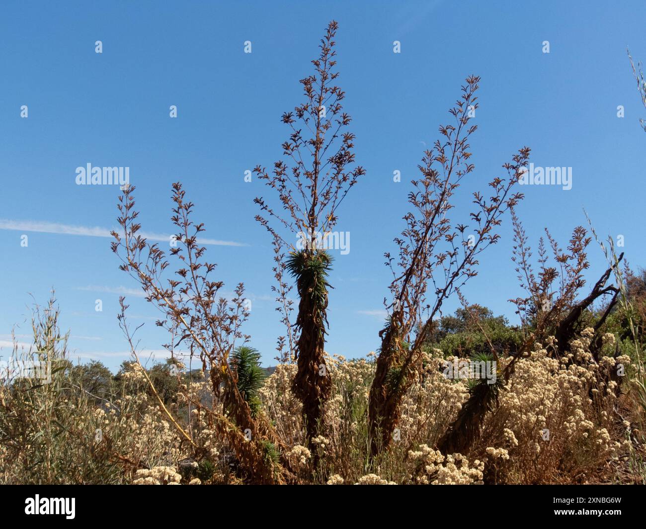 Poodle-dog bush (Turricula parryi) Plantae Stock Photo - Alamy