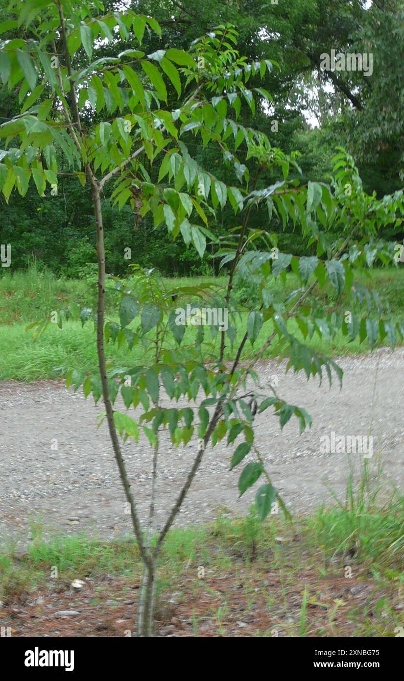 Hercules' club (Zanthoxylum clava-herculis) Plantae Stock Photo - Alamy