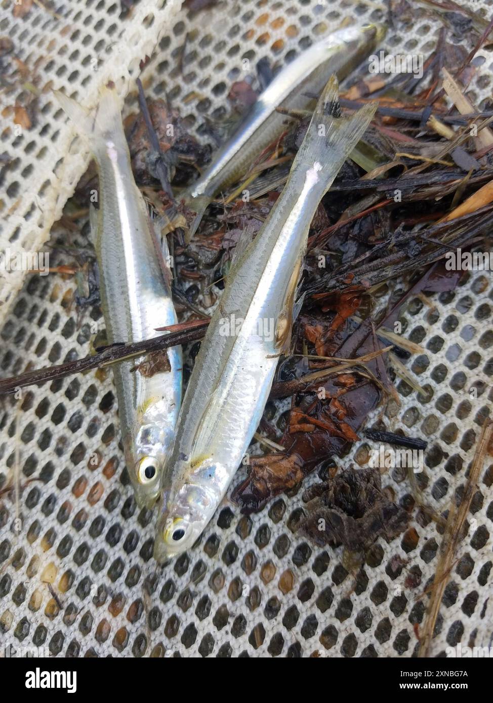 Atlantic Silverside (Menidia menidia) Actinopterygii Stock Photo - Alamy