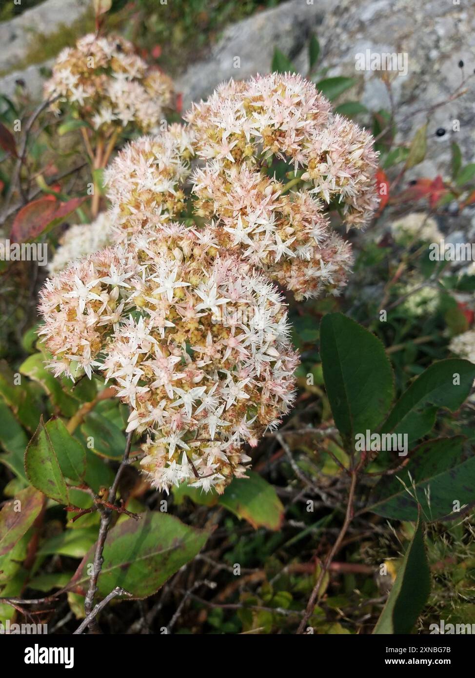 Allegheny stonecrop (Hylotelephium telephioides) Plantae Stock Photo ...