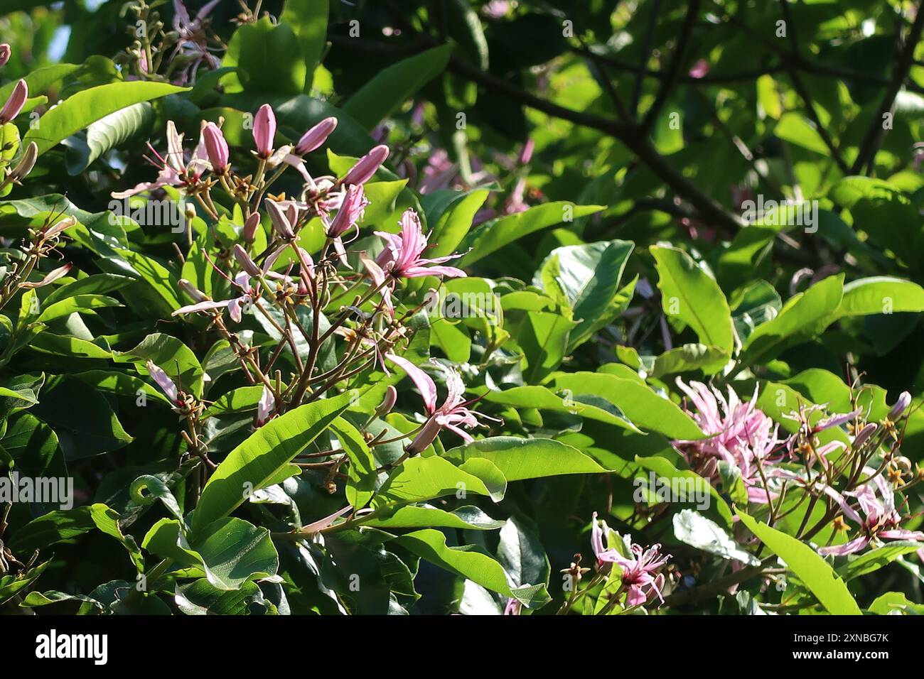 Cape Chestnut (Calodendrum capense) Plantae Stock Photo - Alamy