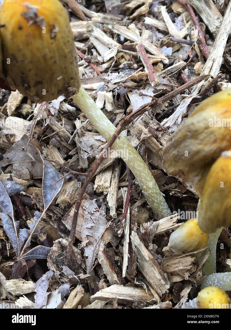yellow fieldcap (Bolbitius titubans) Fungi Stock Photo - Alamy