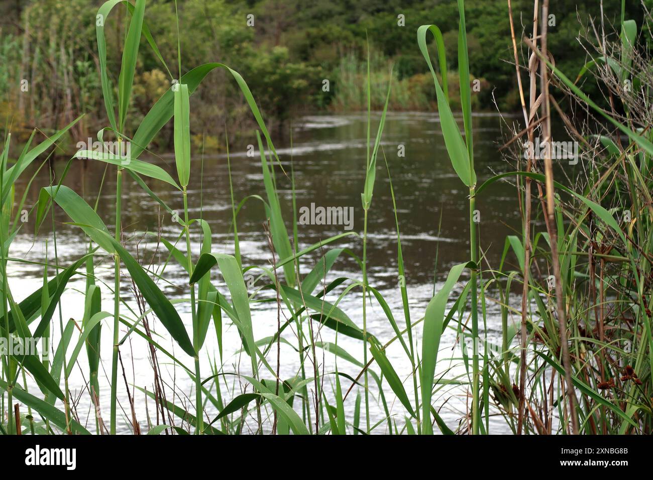 European reed (Phragmites australis australis) Plantae Stock Photo - Alamy