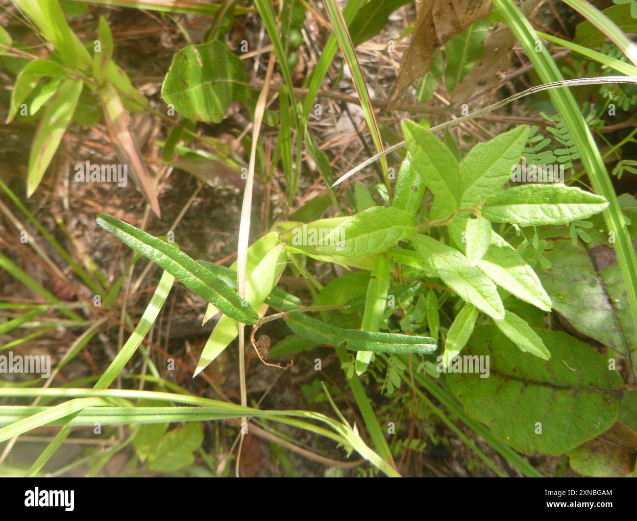 Wavyleaf Noseburn (Tragia urens) Plantae Stock Photo - Alamy